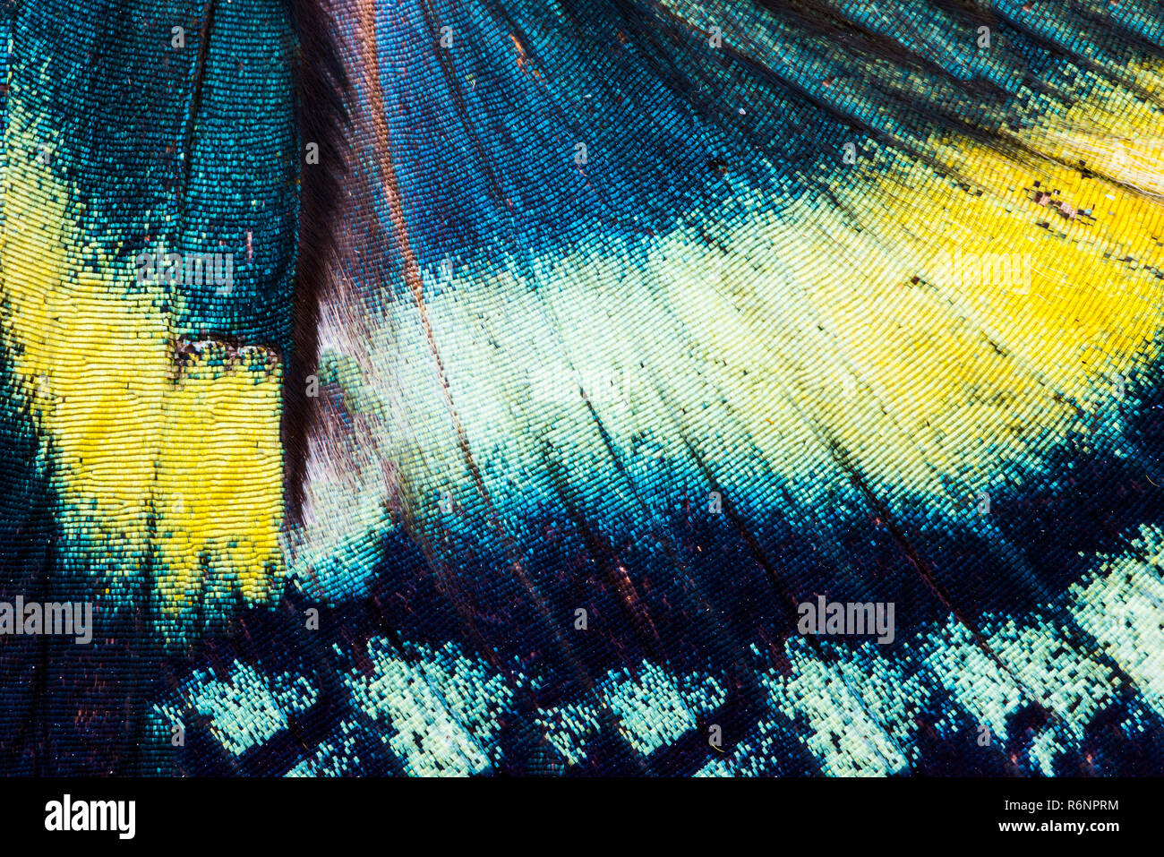 Alcides orontes -Fotos und -Bildmaterial in hoher Auflösung – Alamy