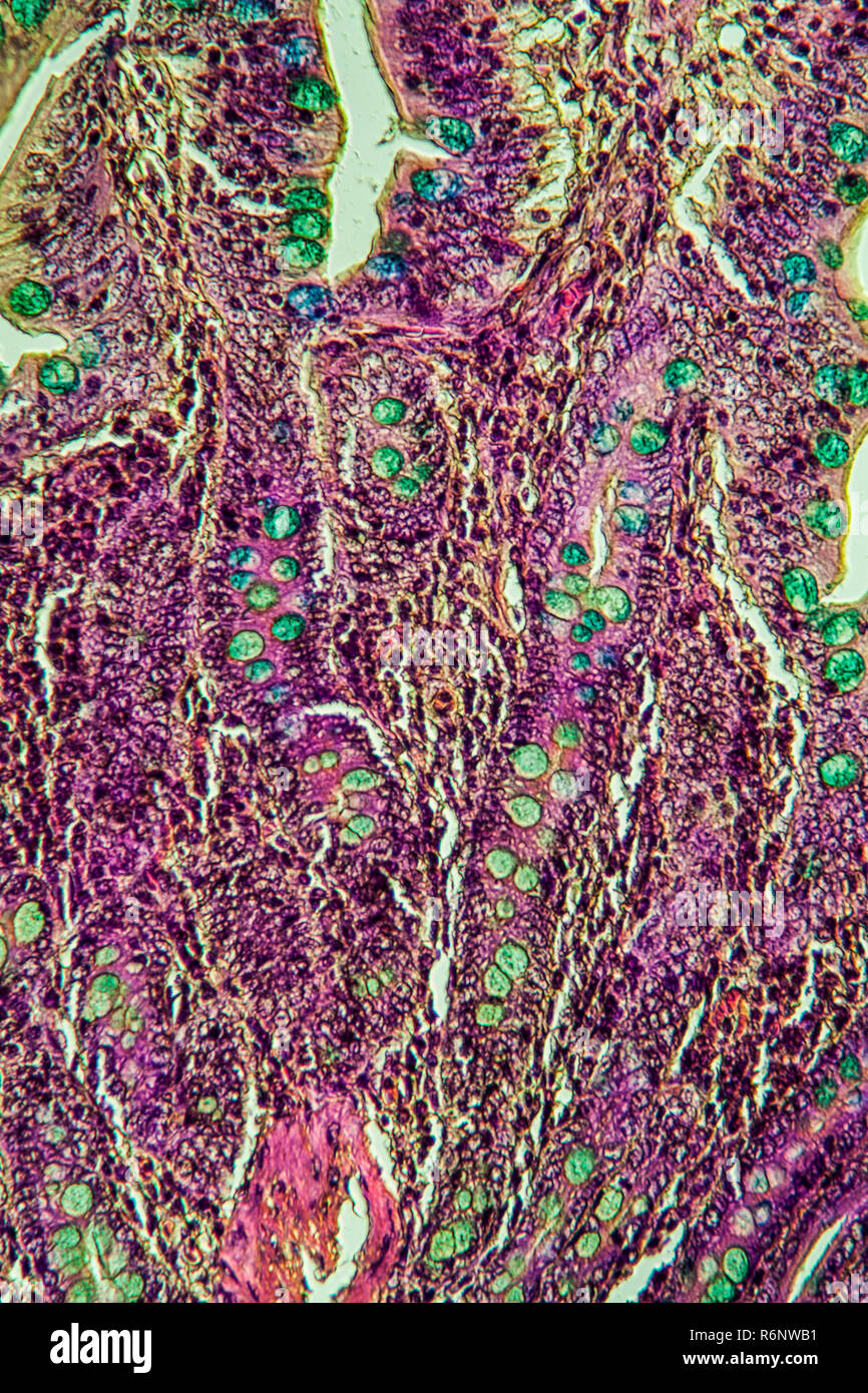 Small intestine cross section -Fotos und -Bildmaterial in hoher ...