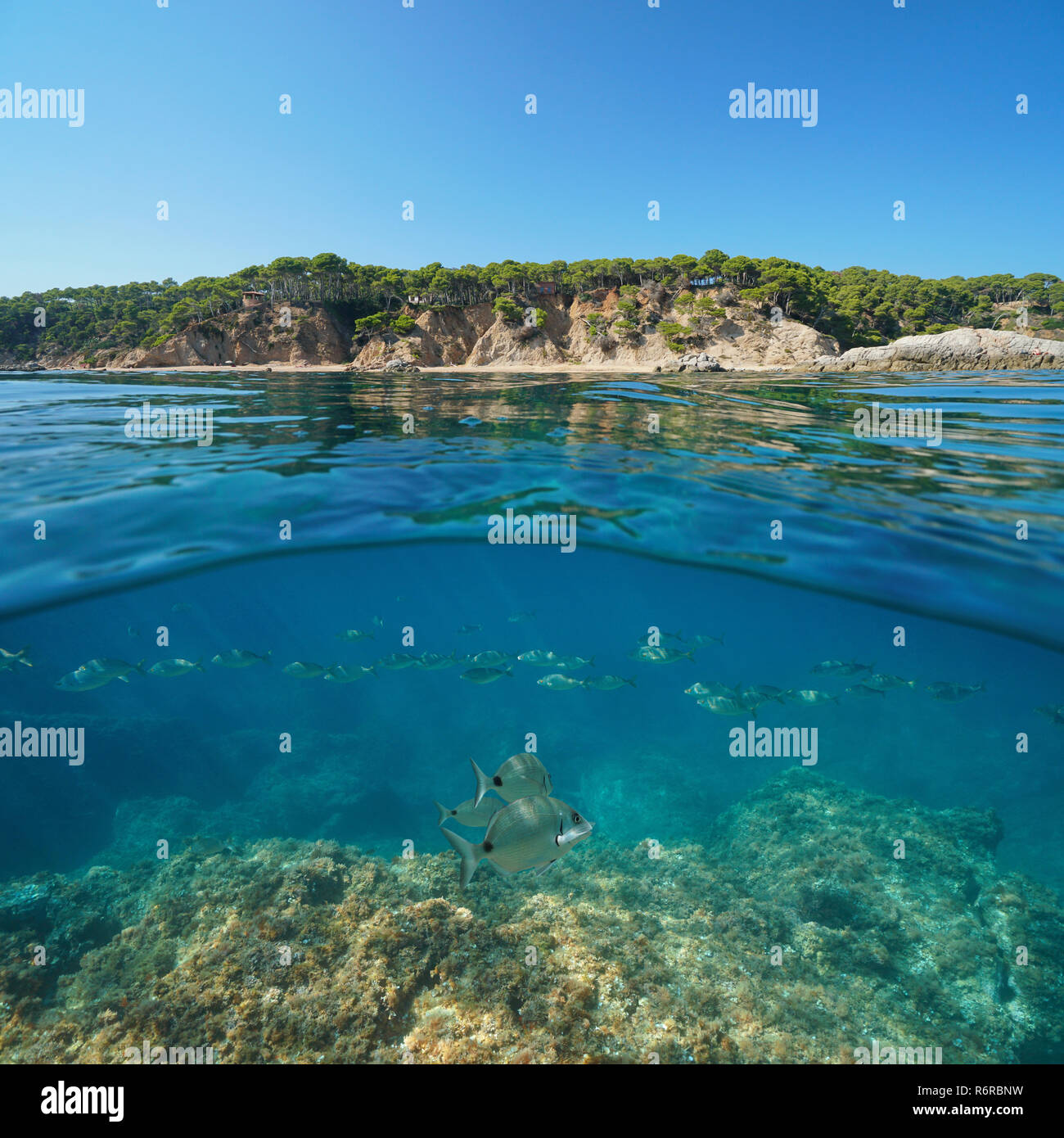 Splitted fish -Fotos und -Bildmaterial in hoher Auflösung – Alamy