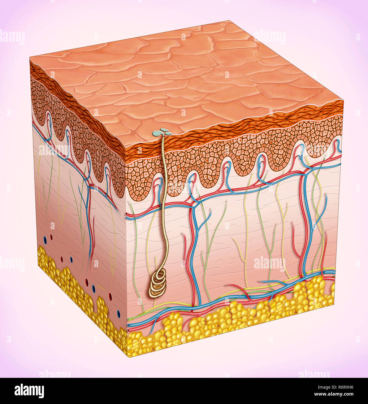 Die Haut besteht aus drei Schichten: Epidermis, Dermis und subkutanes ...