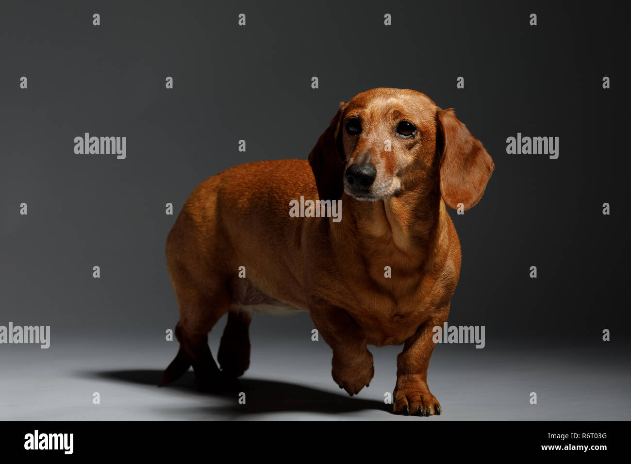 Kurzhaariger dackel und langhaariger dackel -Fotos und -Bildmaterial in ...