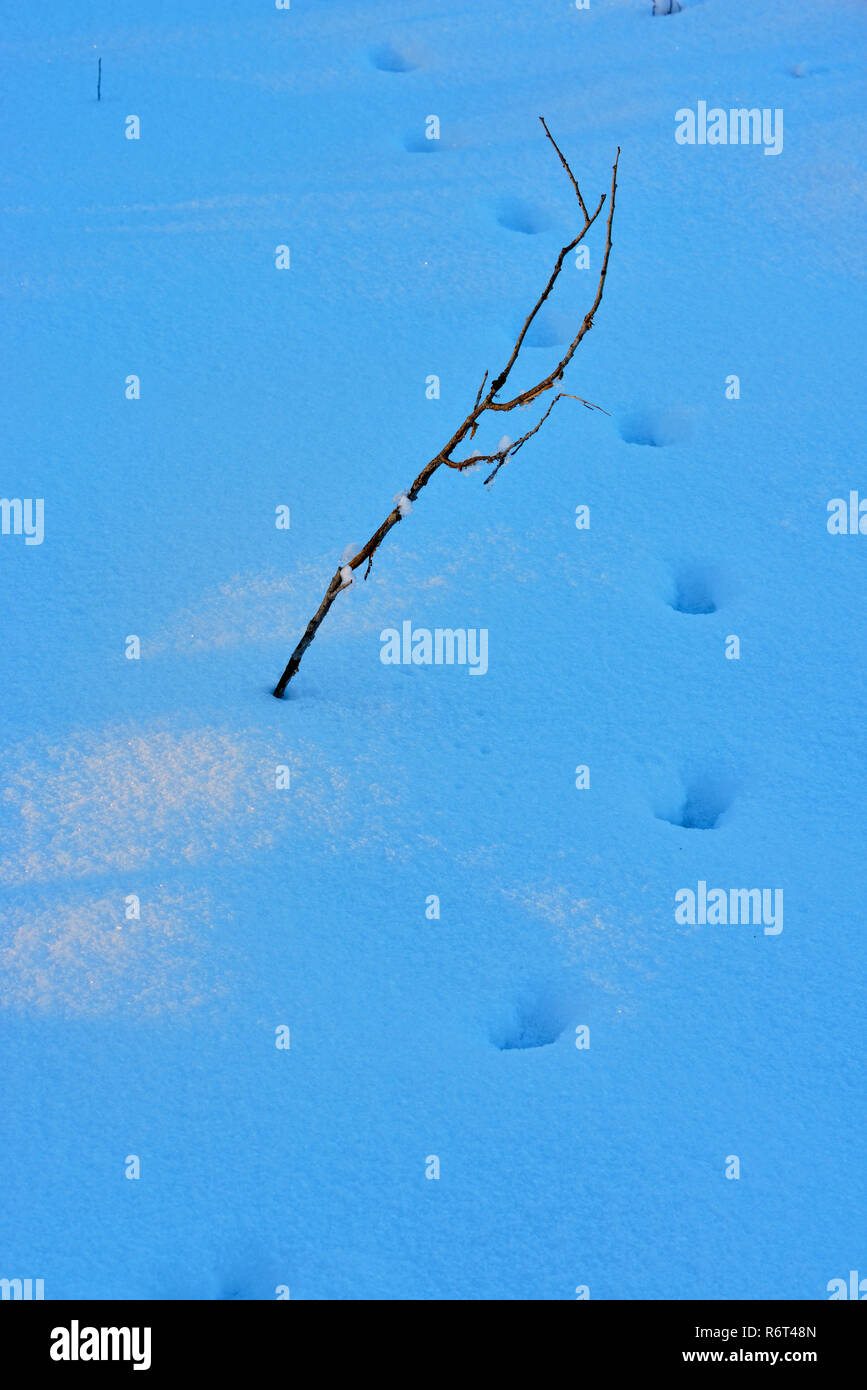 Fuchsspuren im schnee -Fotos und -Bildmaterial in hoher Auflösung – Alamy