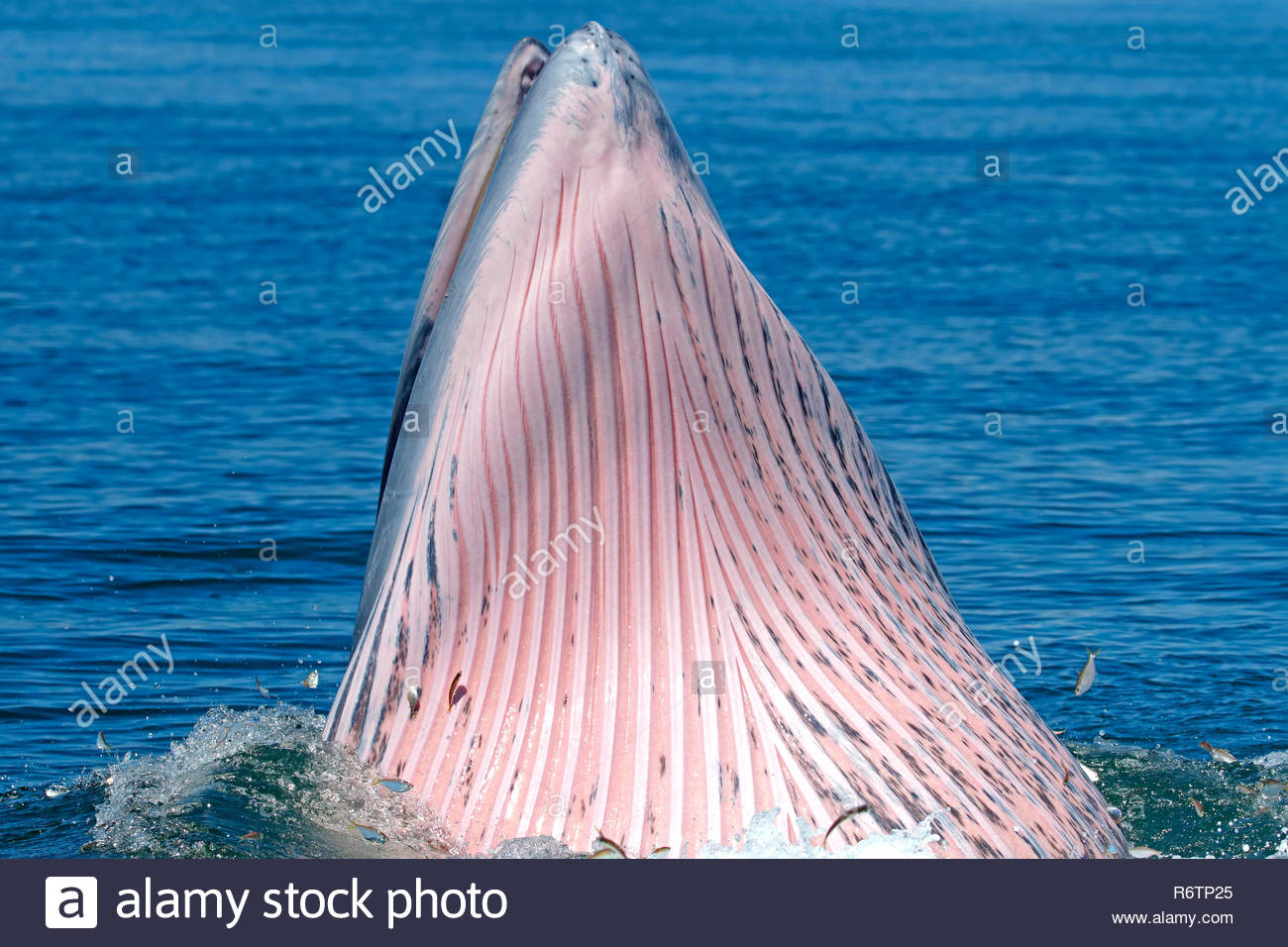 Blue Whale Mouth Stockfotos & Blue Whale Mouth Bilder - Alamy