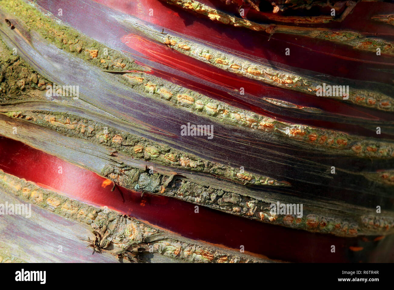 Prunus serrula baumstamm Stockfotos und -bilder Kaufen - Alamy