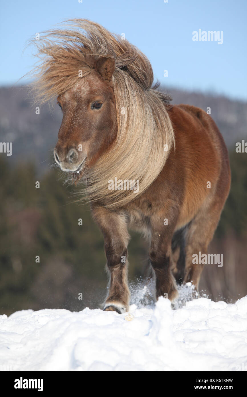 Falabella pony -Fotos und -Bildmaterial in hoher Auflösung – Alamy