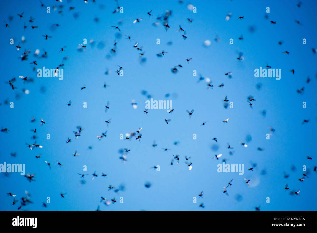 Schwarm fliegender insekten -Fotos und -Bildmaterial in hoher Auflösung ...