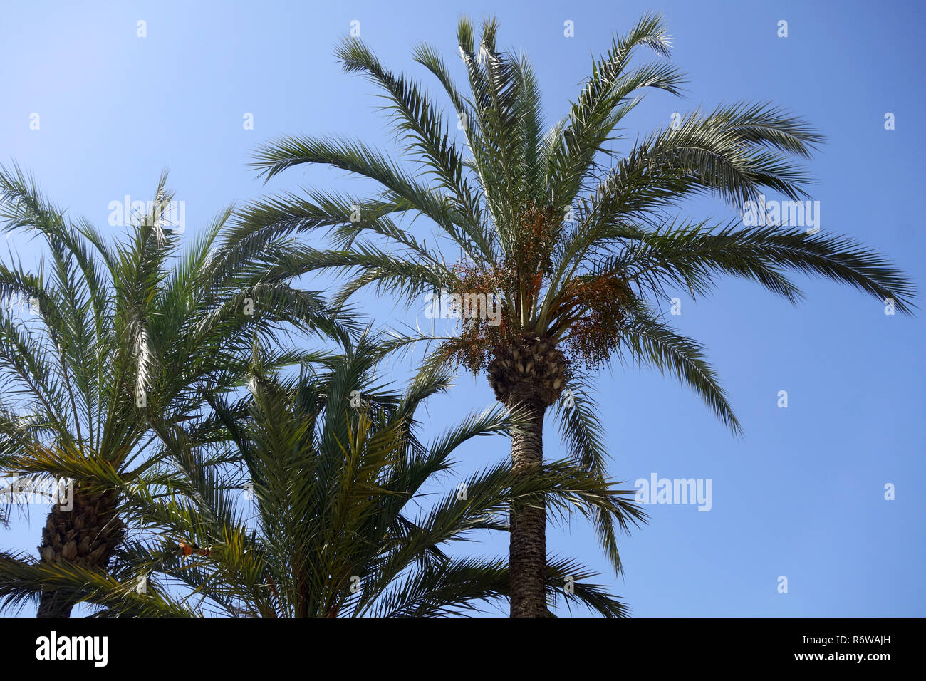 Phoenix humilis -Fotos und -Bildmaterial in hoher Auflösung – Alamy
