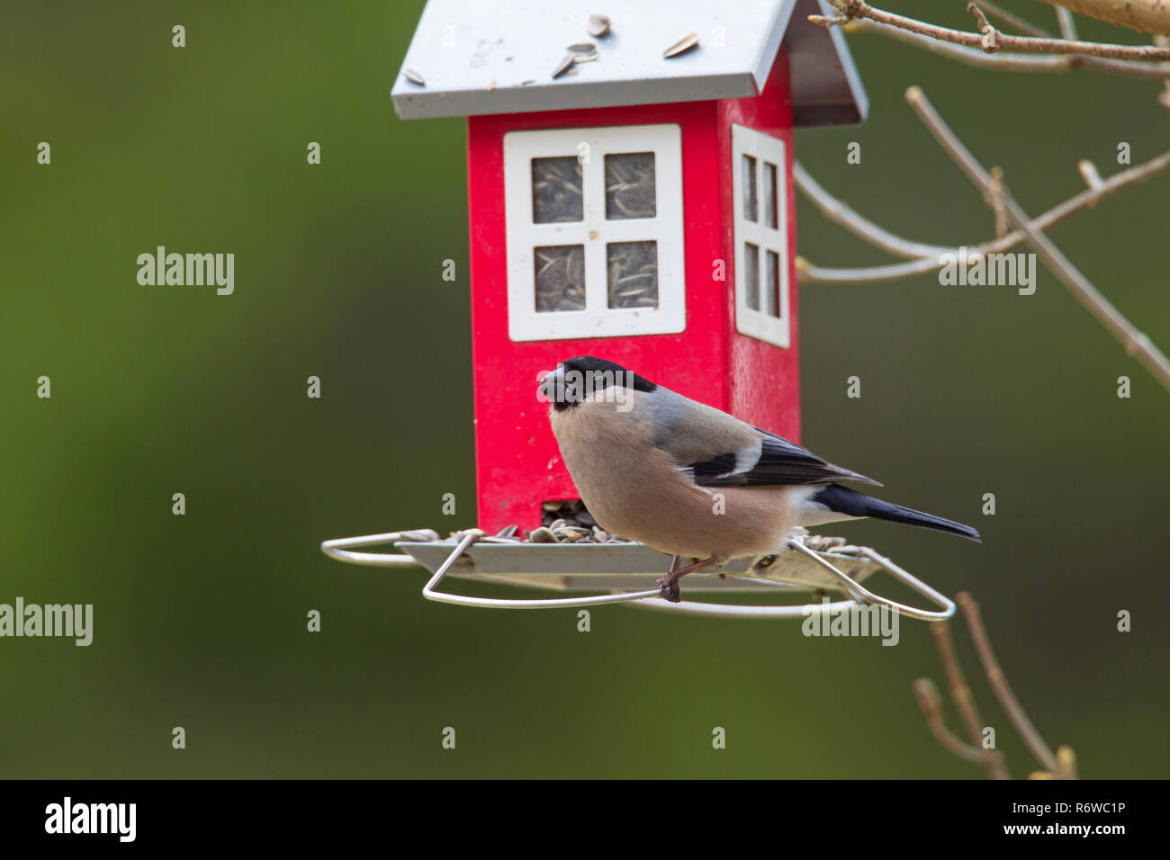 Gimpel winter -Fotos und -Bildmaterial in hoher Auflösung – Alamy