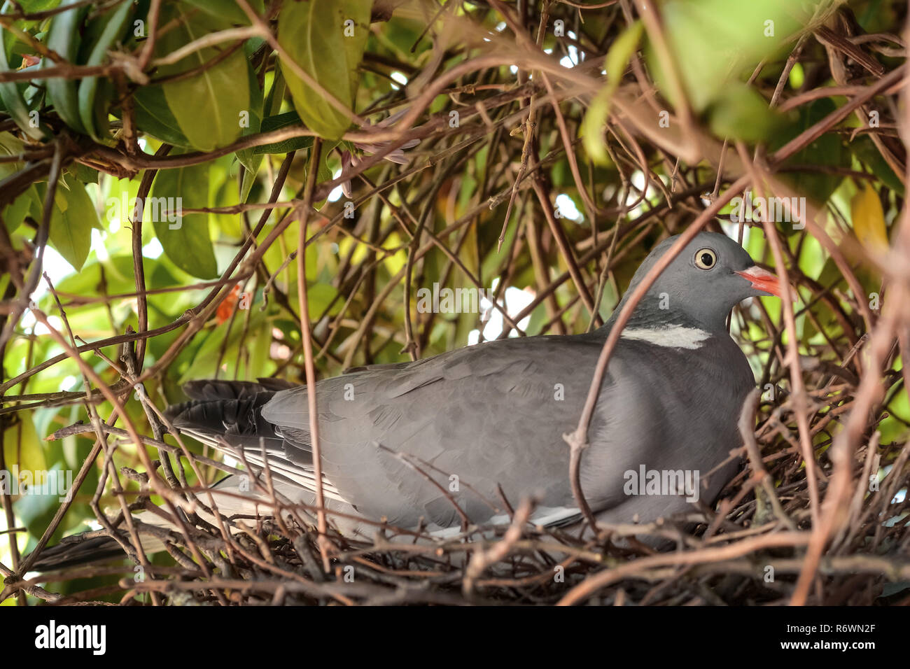 Taubeneier im nest -Fotos und -Bildmaterial in hoher Auflösung – Alamy