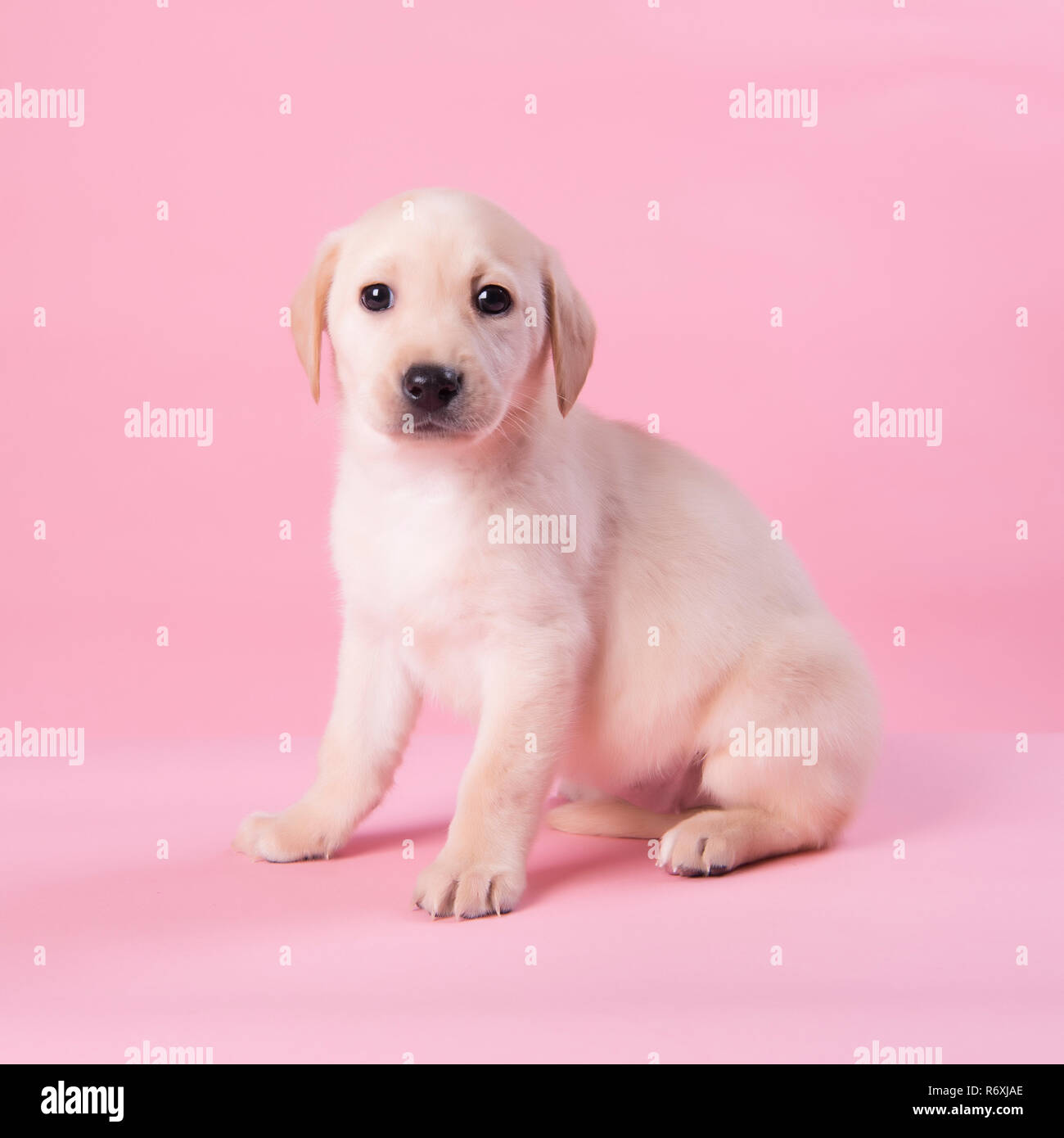 6 wochen alter labrador welpe -Fotos und -Bildmaterial in hoher ...