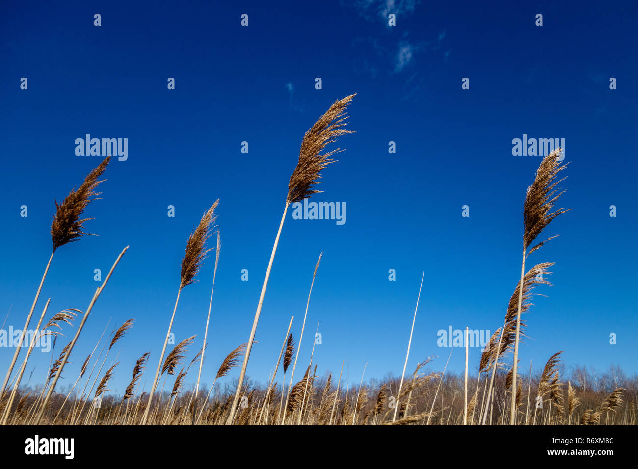 Sumpf im hintergrund -Fotos und -Bildmaterial in hoher Auflösung – Alamy