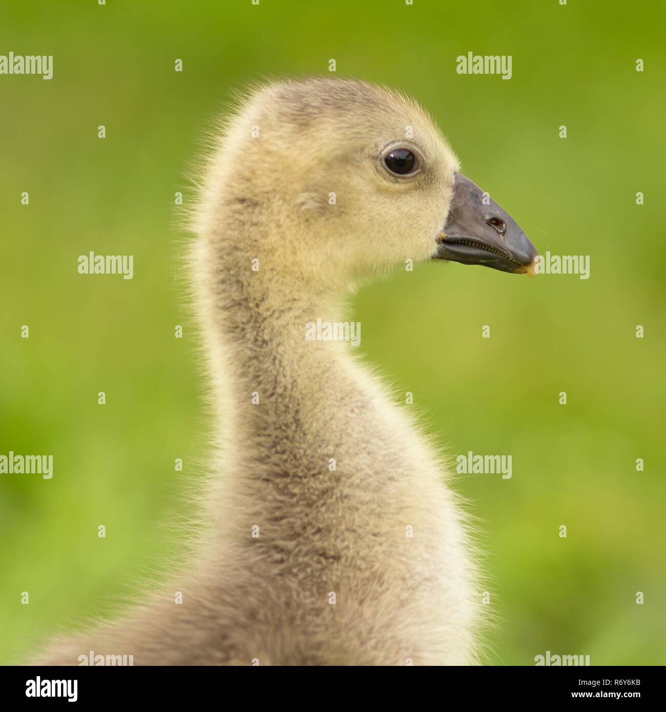 Steinbacher kampfgans -Fotos und -Bildmaterial in hoher Auflösung – Alamy
