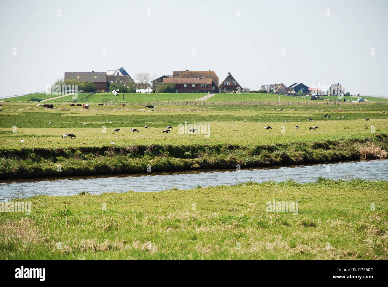Insel hallig hooge -Fotos und -Bildmaterial in hoher Auflösung – Alamy