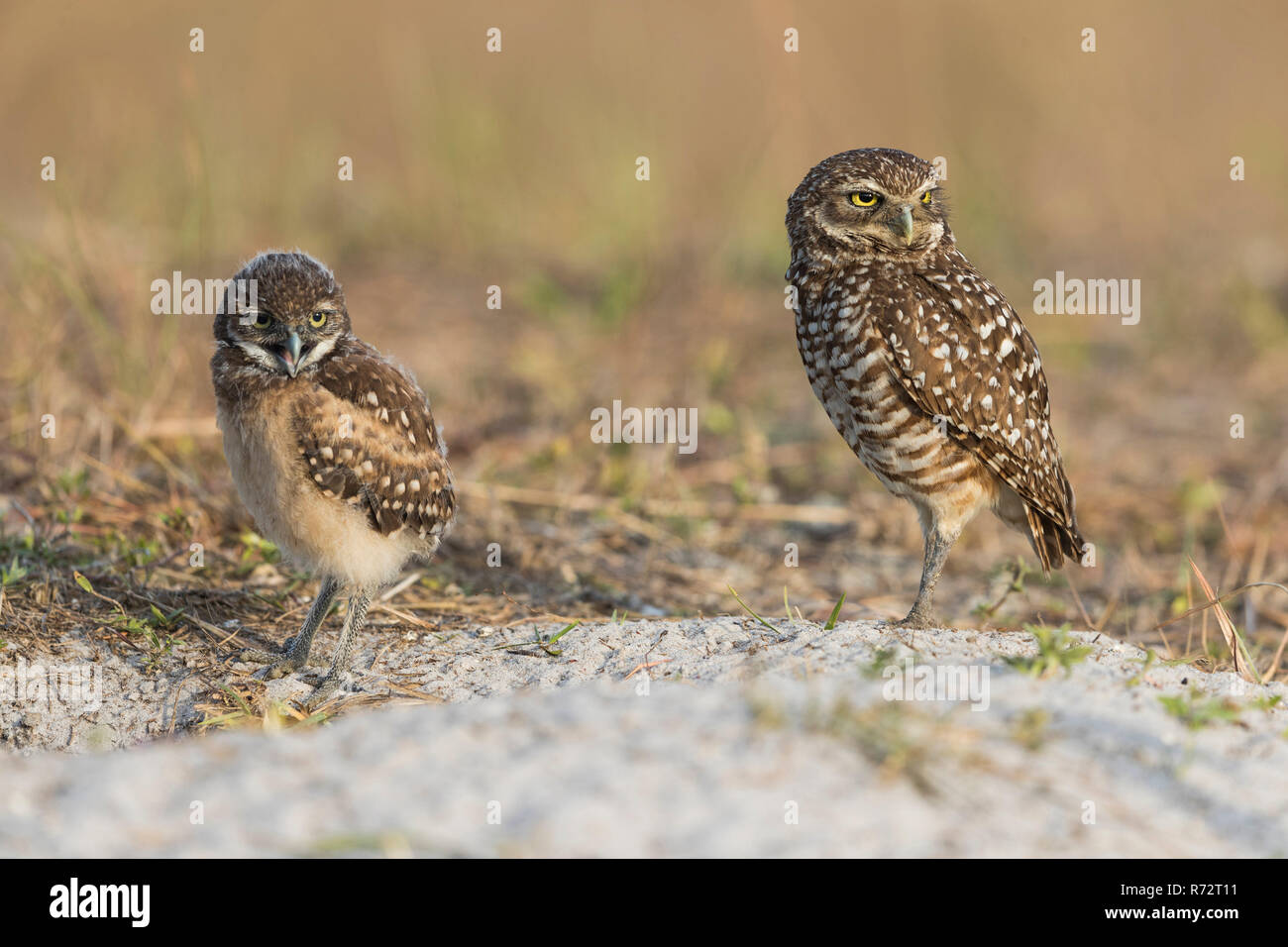 Florida Eulen Stockfotos und -bilder Kaufen - Alamy
