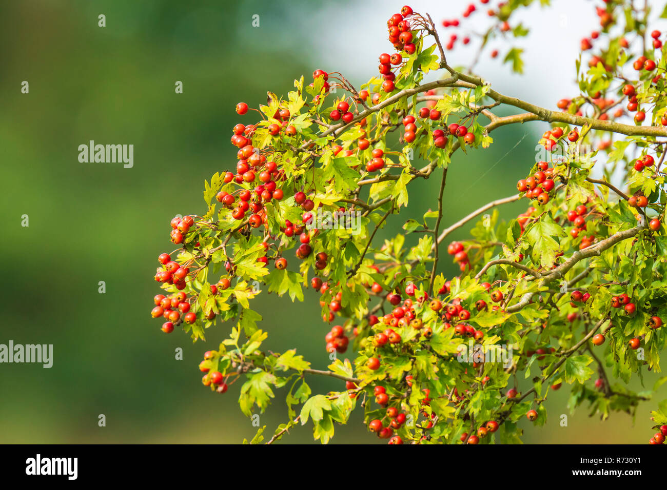 Orange Obst Beeren eines Sorbus aucuparia Baum, die gemeinhin als Rowan ...