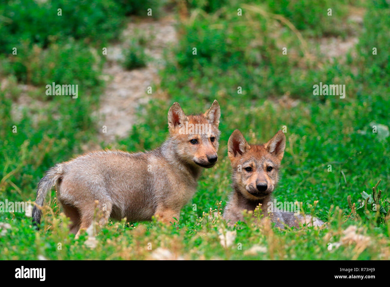 Wolf deutschland -Fotos und -Bildmaterial in hoher Auflösung – Alamy