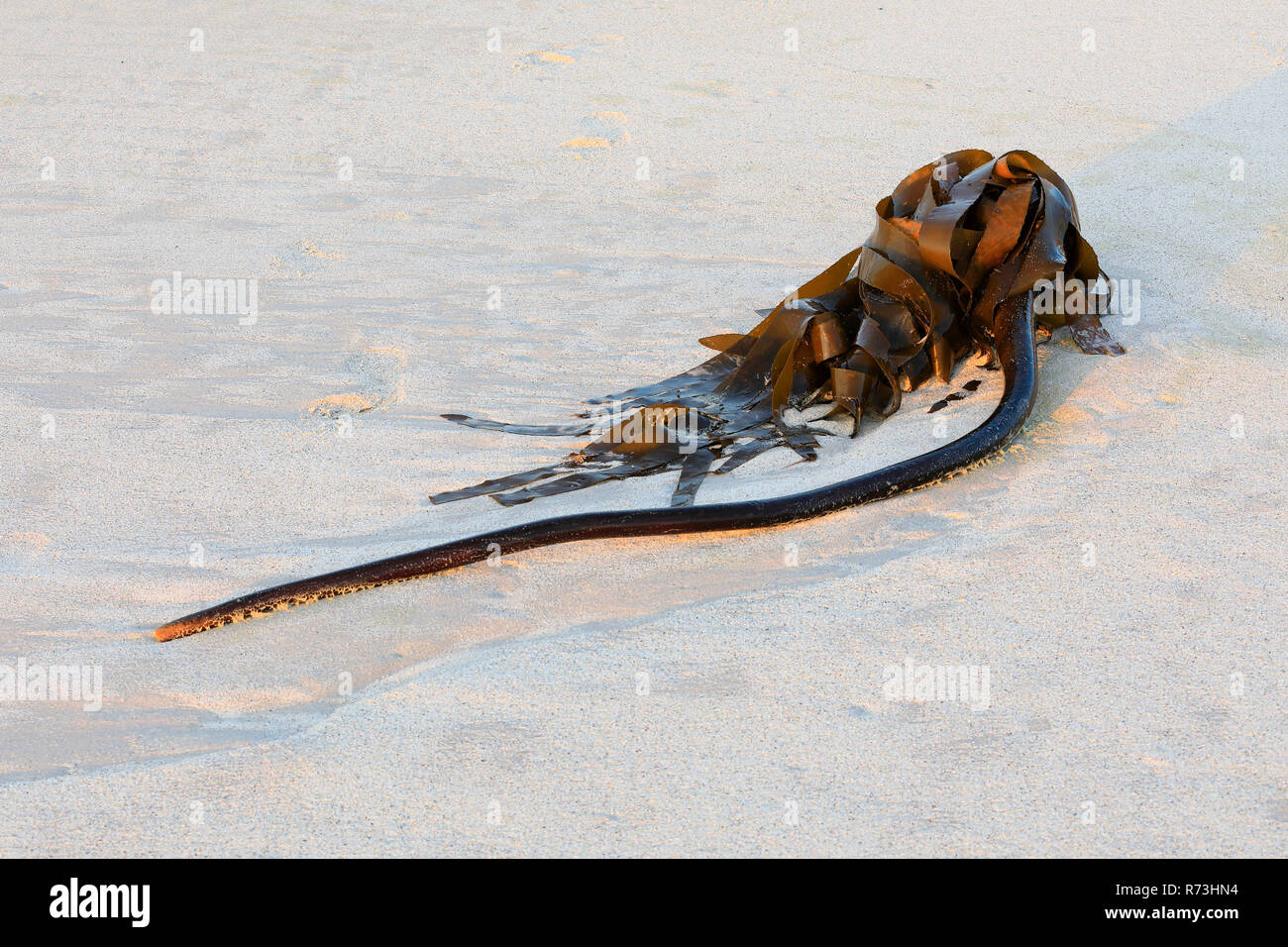 Laminariales spec -Fotos und -Bildmaterial in hoher Auflösung – Alamy