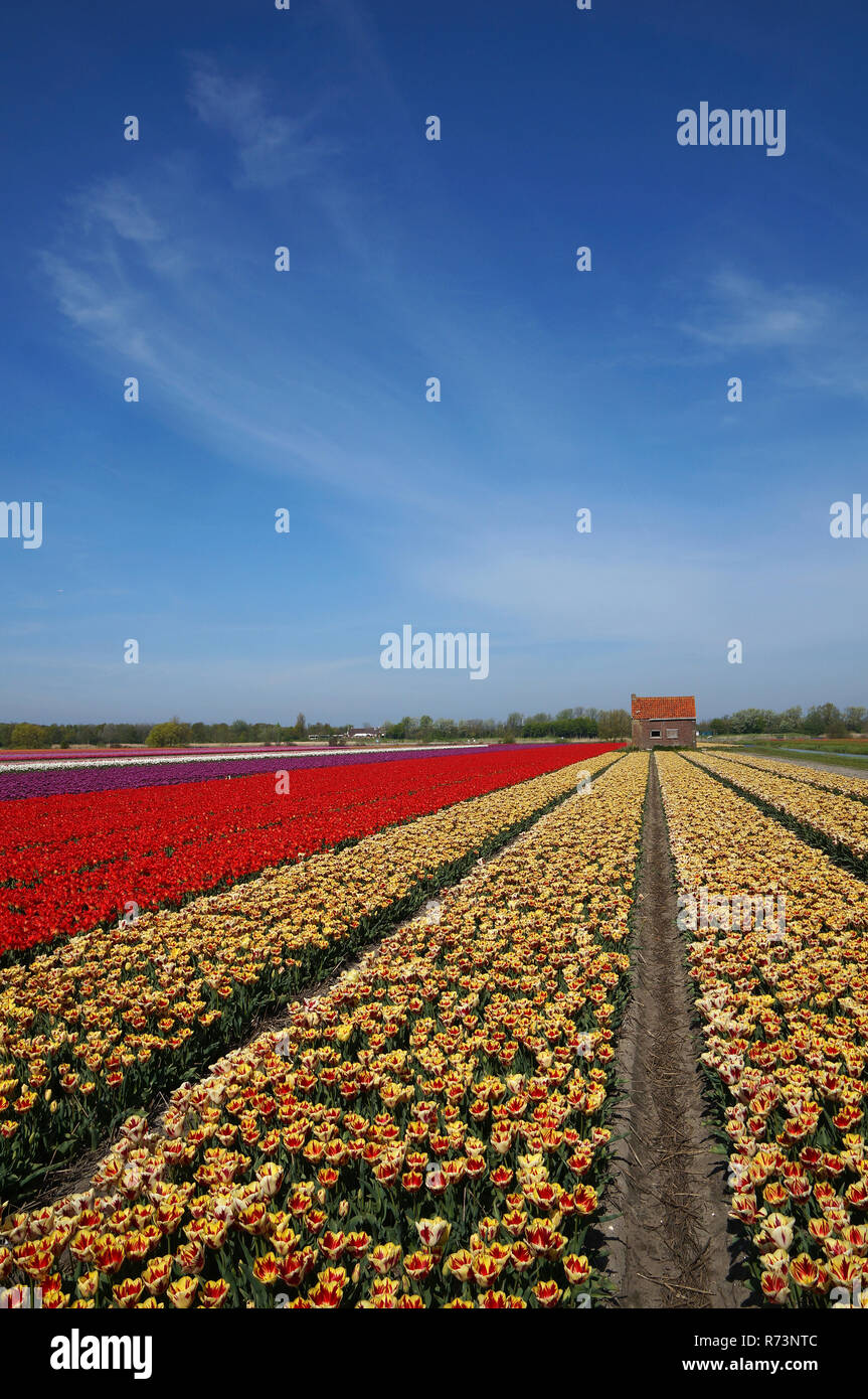 Tulpenfelder in holland -Fotos und -Bildmaterial in hoher Auflösung – Alamy