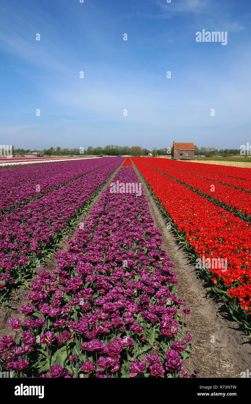 Tulpenfelder in holland -Fotos und -Bildmaterial in hoher Auflösung – Alamy