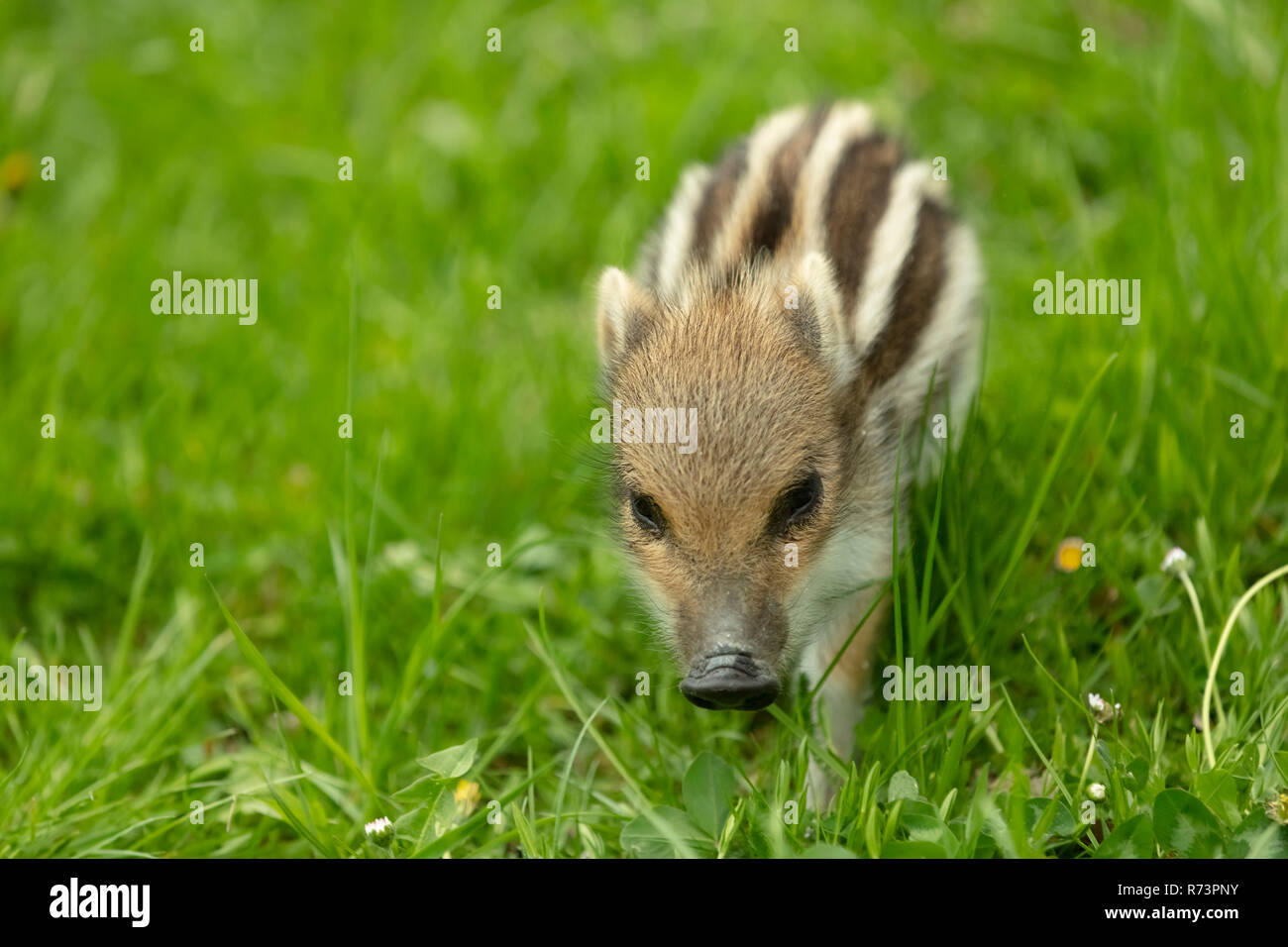 Sa ss gras -Fotos und -Bildmaterial in hoher Auflösung – Alamy
