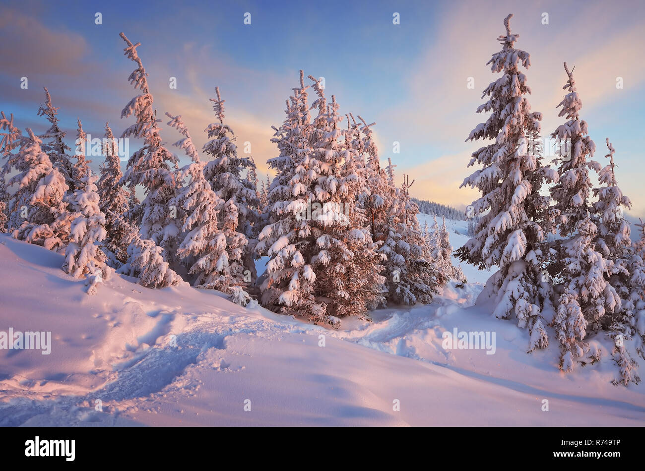 Winter verschneiter wald -Fotos und -Bildmaterial in hoher Auflösung – Alamy