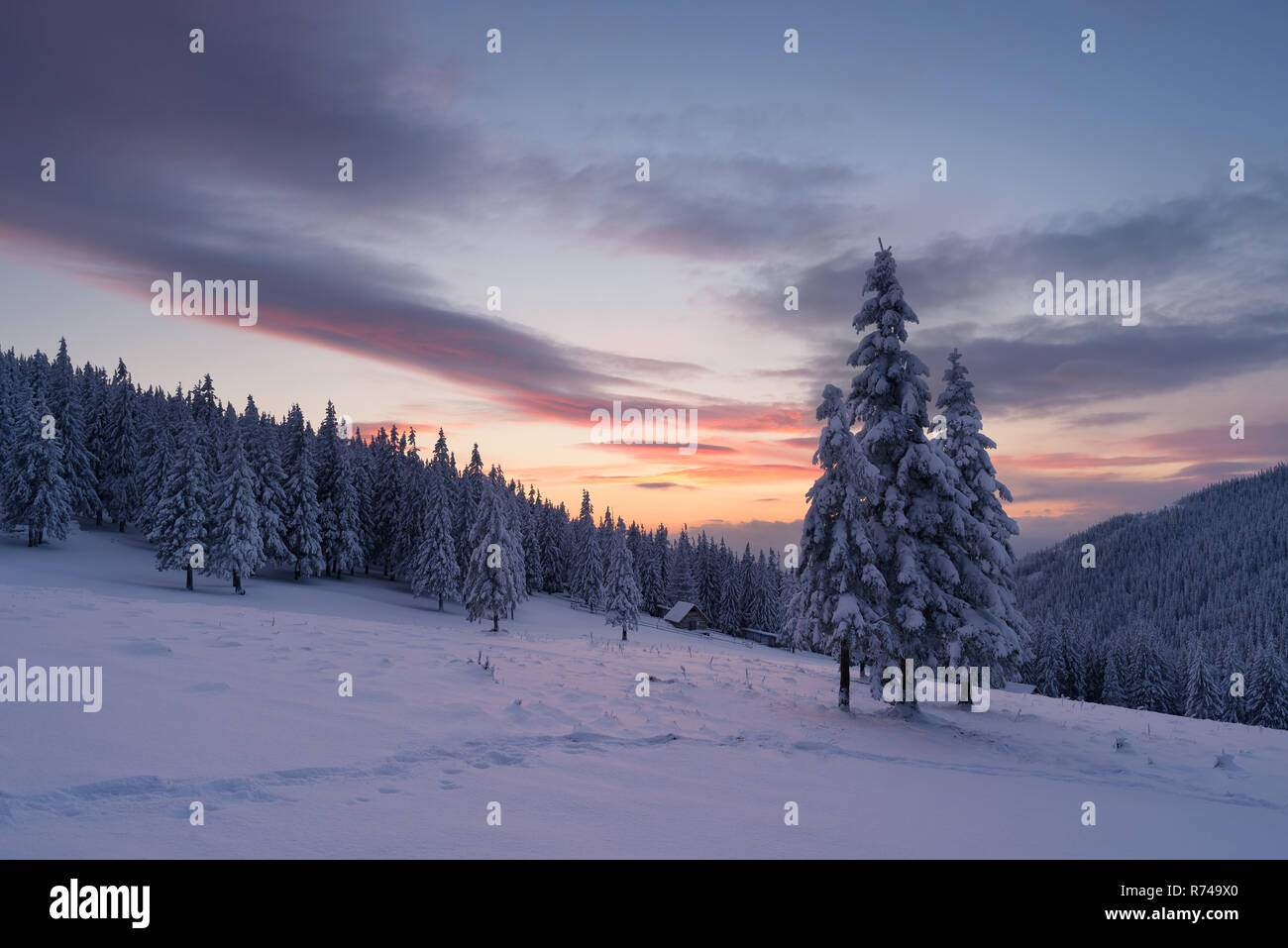Winter forest christmas tree evening christmas -Fotos und -Bildmaterial ...