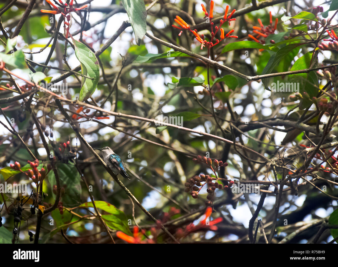 Helena kolibri -Fotos und -Bildmaterial in hoher Auflösung – Alamy