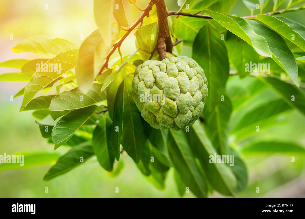 Zucker Apfel am Baum/frischer Zucker apple tropische Frucht am Baum im ...