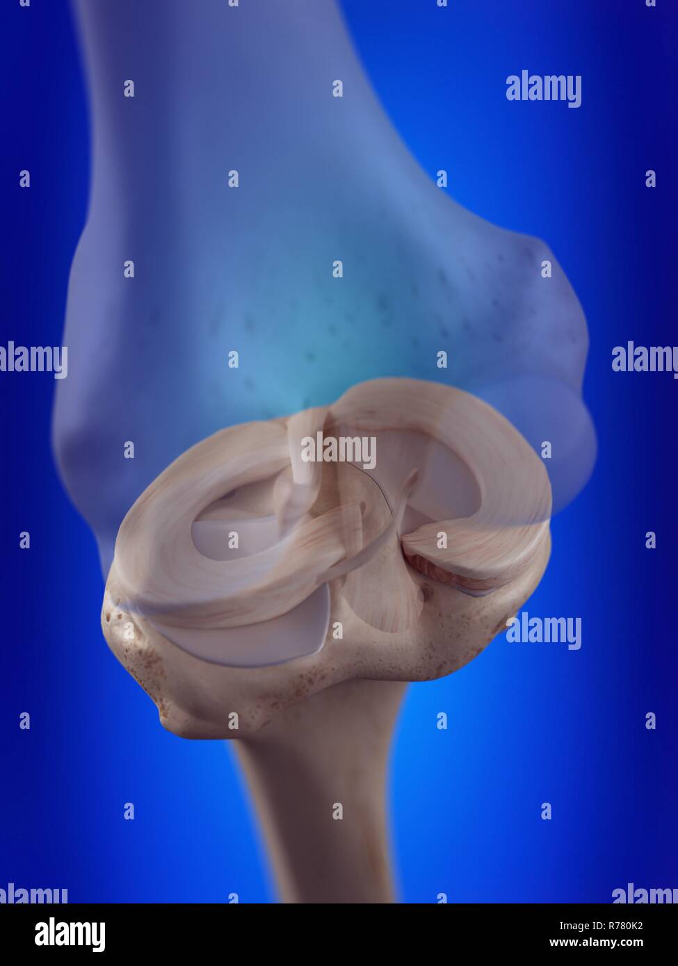 Medialer Meniskus Stockfotos und -bilder Kaufen - Alamy