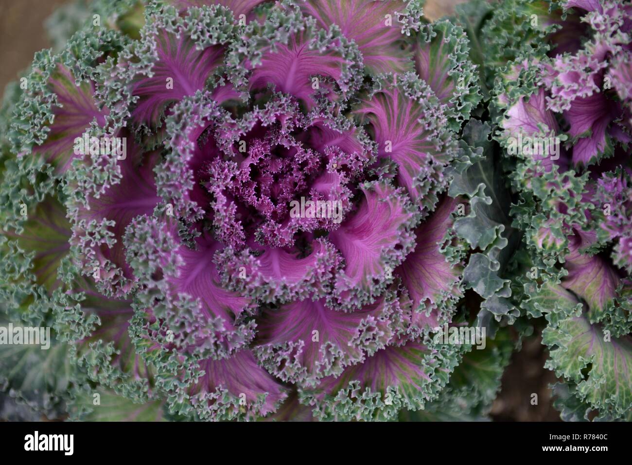 Zierkohl Zierkohl Stockfotos und -bilder Kaufen - Alamy