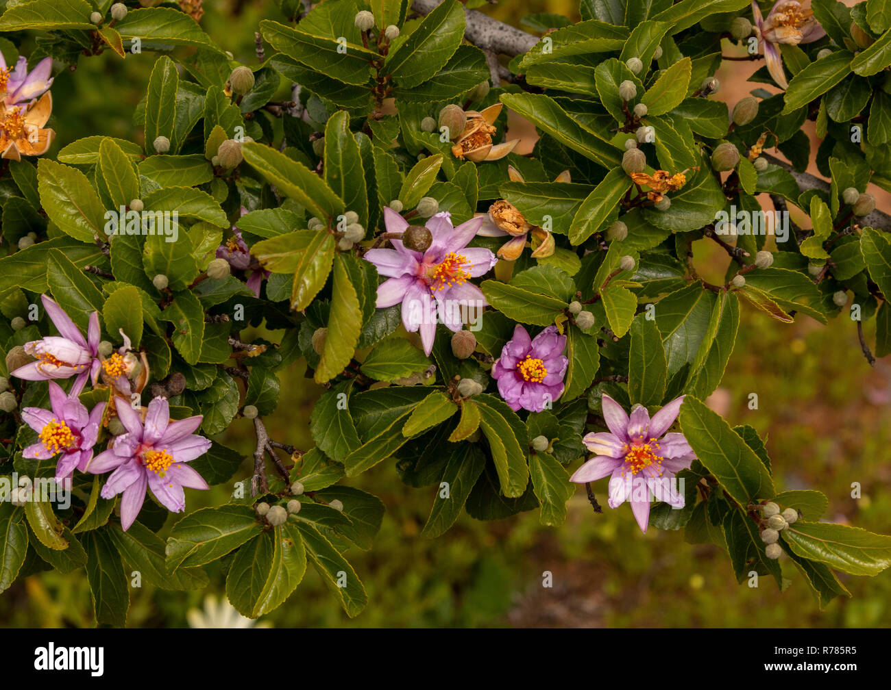 Growia occidentalis var occidentalis -Fotos und -Bildmaterial in hoher ...