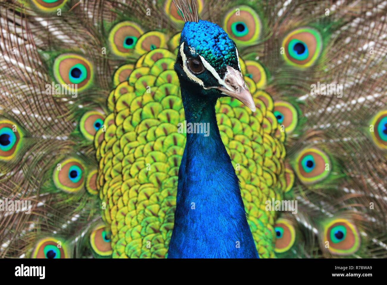 Lebhafte pfauen -Fotos und -Bildmaterial in hoher Auflösung – Alamy