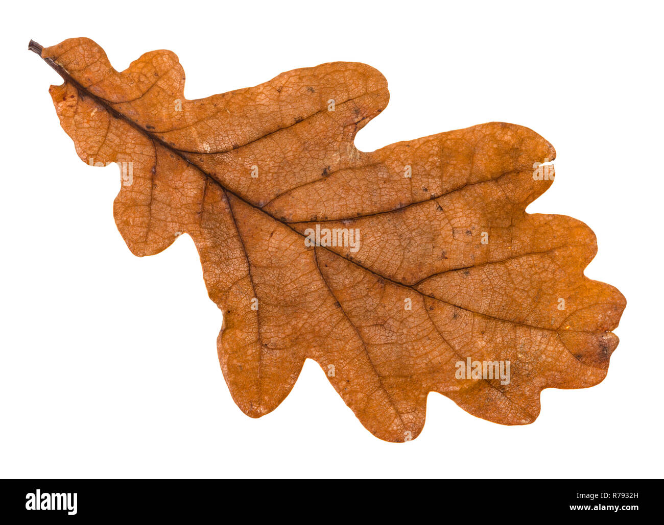 Braunes eichenblatt -Fotos und -Bildmaterial in hoher Auflösung – Alamy