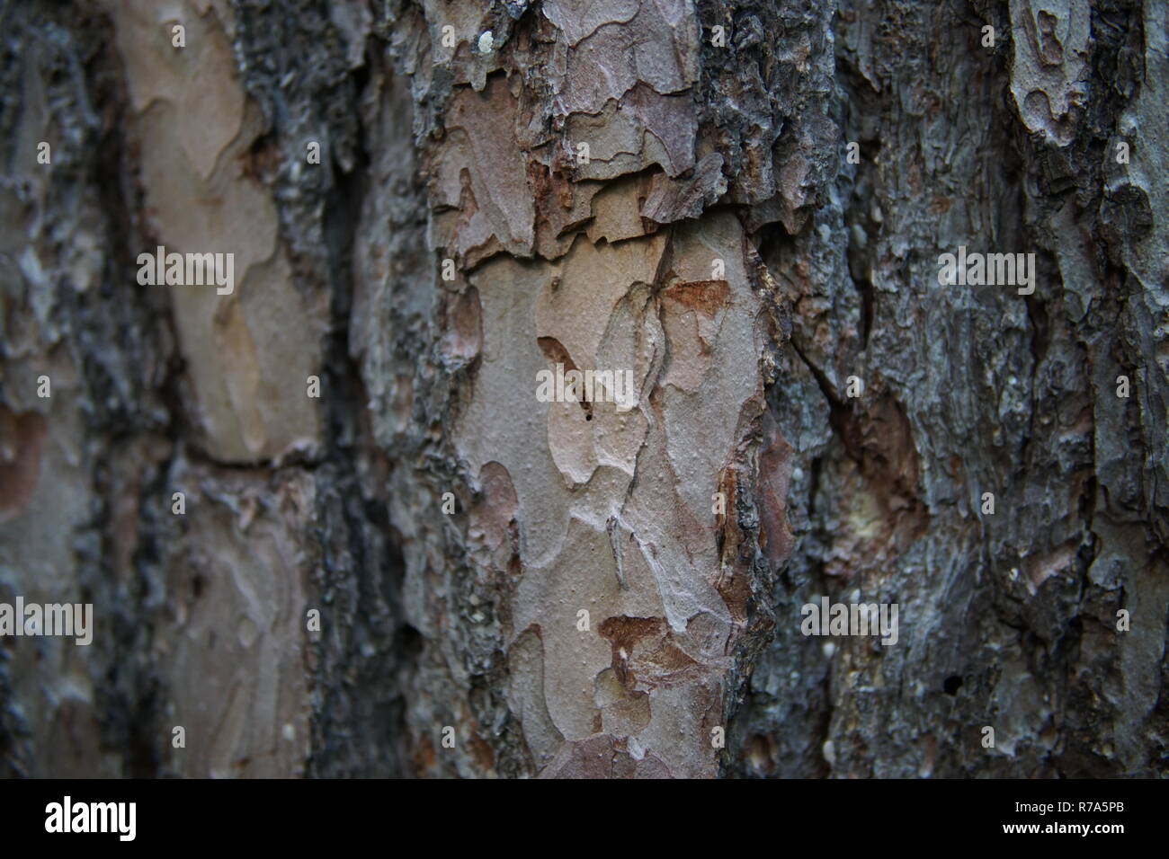 Nachahmung baumrinde -Fotos und -Bildmaterial in hoher Auflösung – Alamy