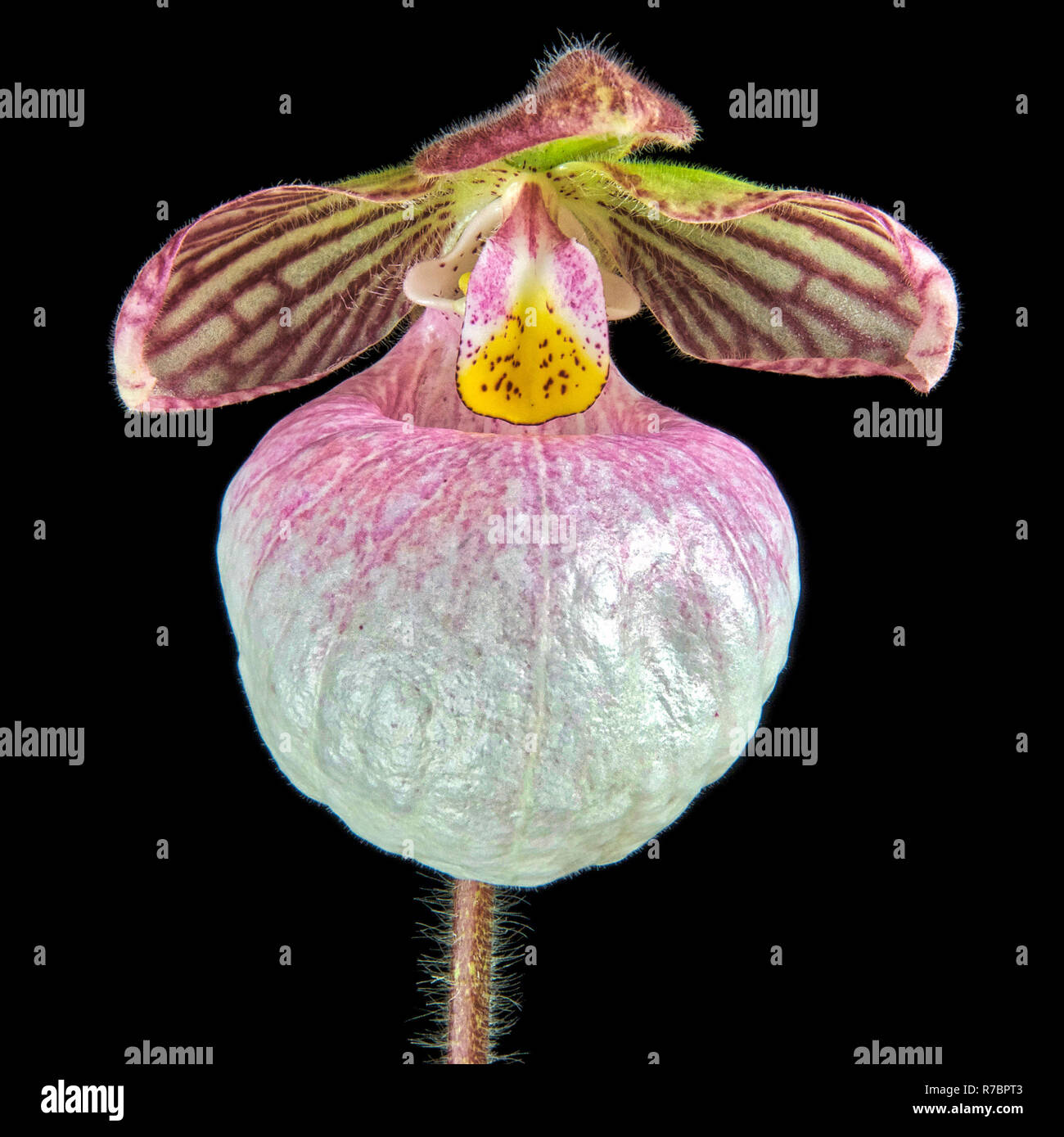 Paph paphiopedilum orchid -Fotos und -Bildmaterial in hoher Auflösung ...