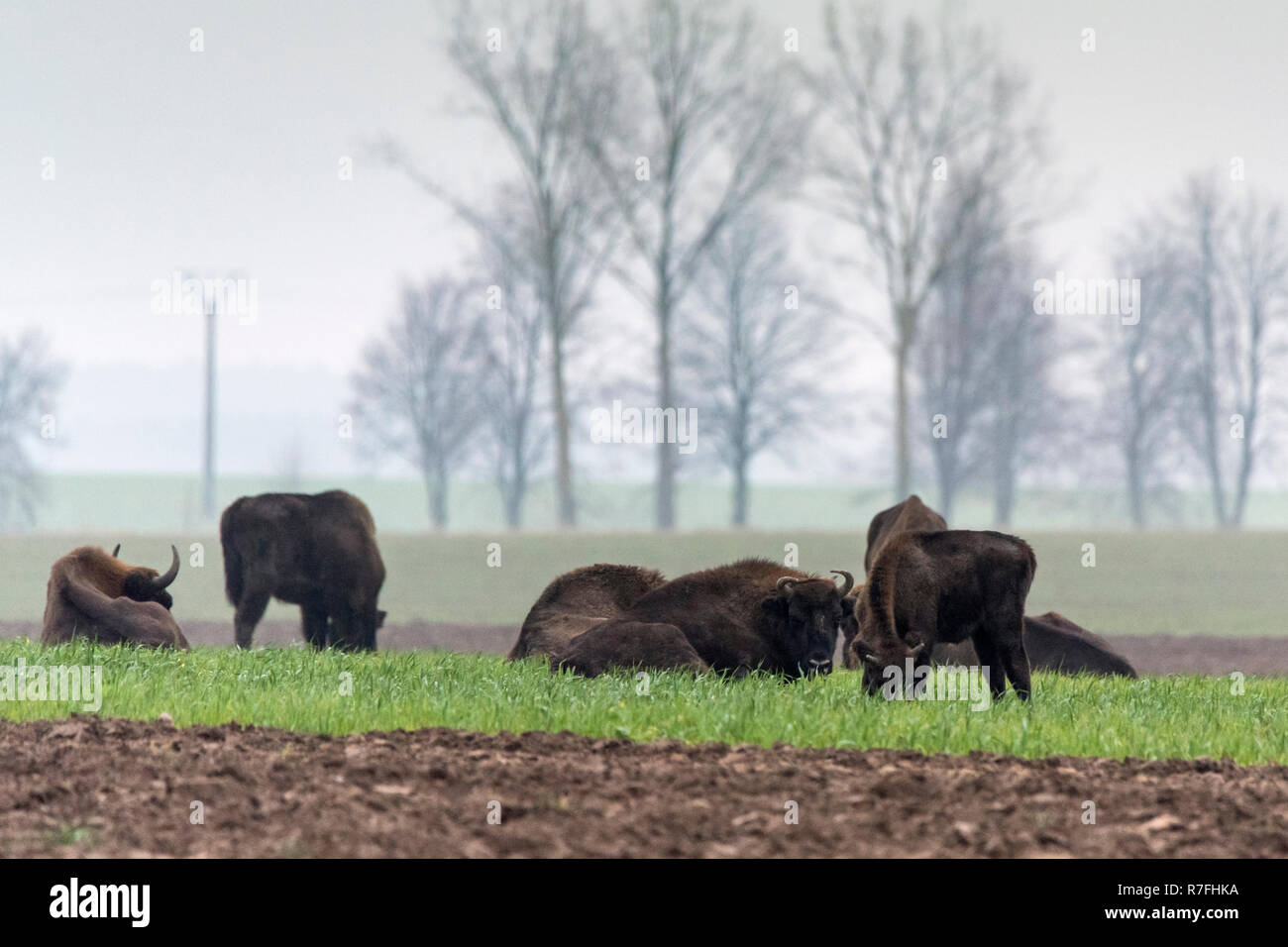 Puszcza knyszynska -Fotos und -Bildmaterial in hoher Auflösung – Alamy