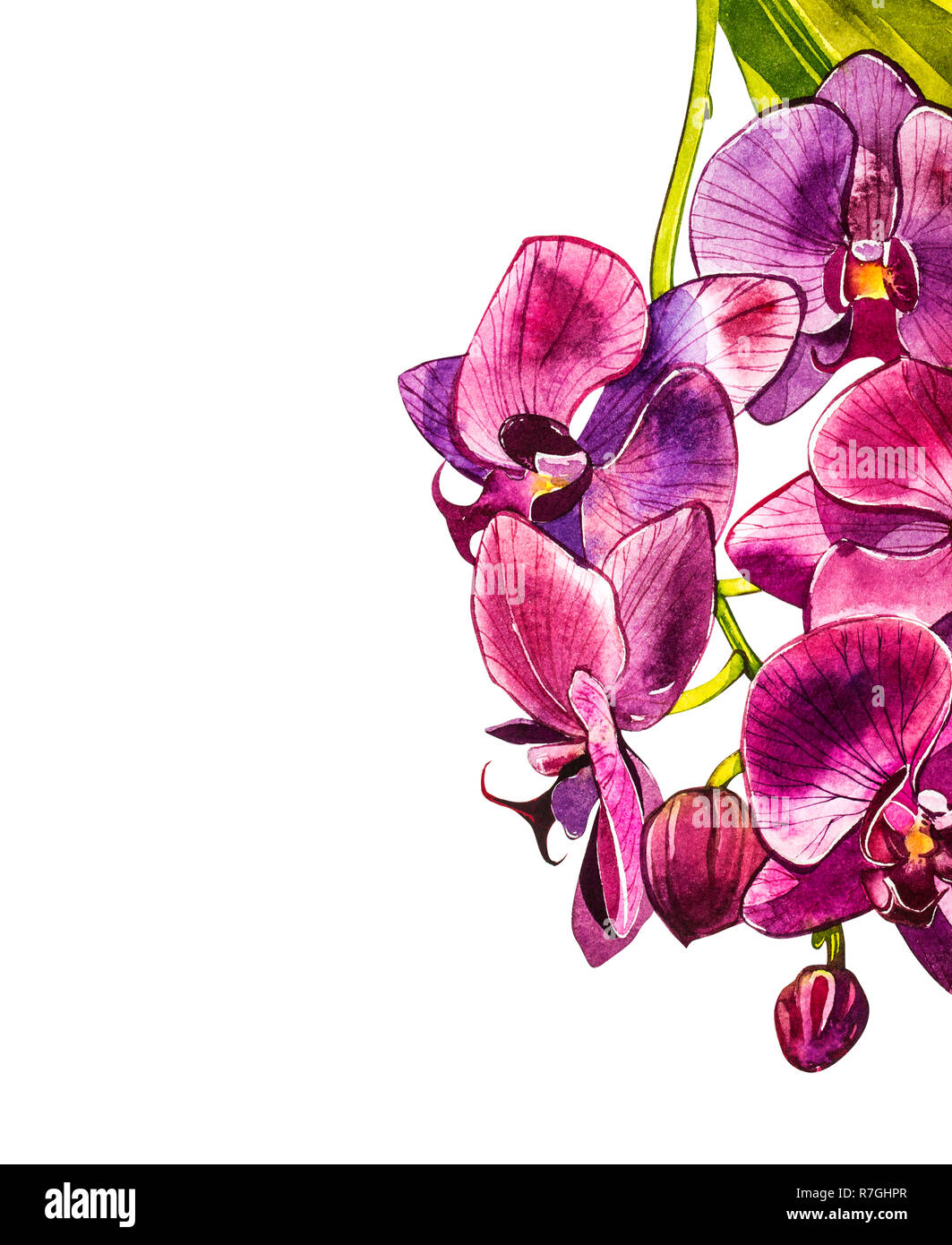 Aquarell orchidee Zweig, Hand gezeichnet floraler Abbildung auf einem ...