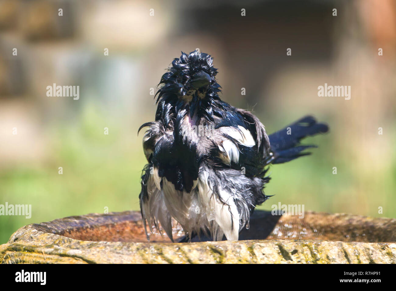 Eurasisches elsterbad -Fotos und -Bildmaterial in hoher Auflösung – Alamy