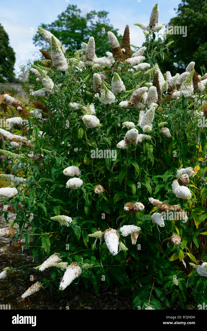 Buddleja davidii White Profusion, Flieder, Blumen, Blume, Wild ...