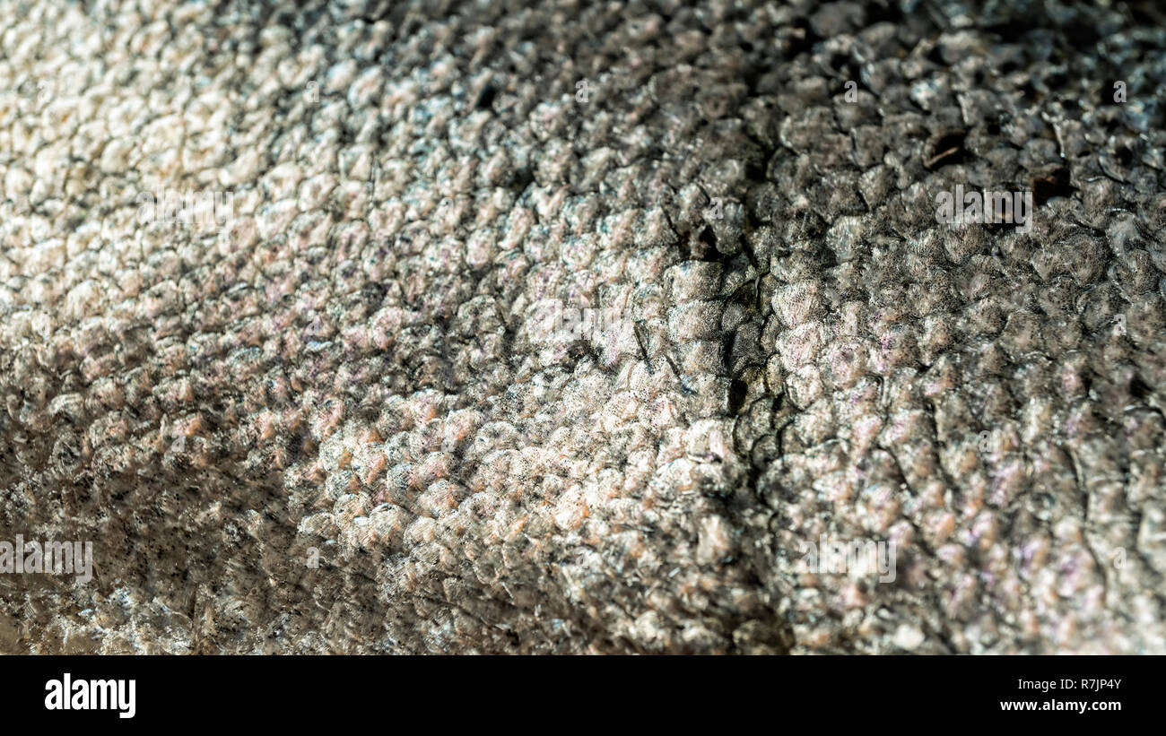 Kleines fischschuppenmuster Stockfotos und -bilder Kaufen - Alamy