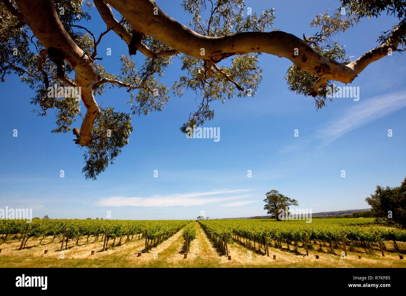Weinbau australien -Fotos und -Bildmaterial in hoher Auflösung – Alamy