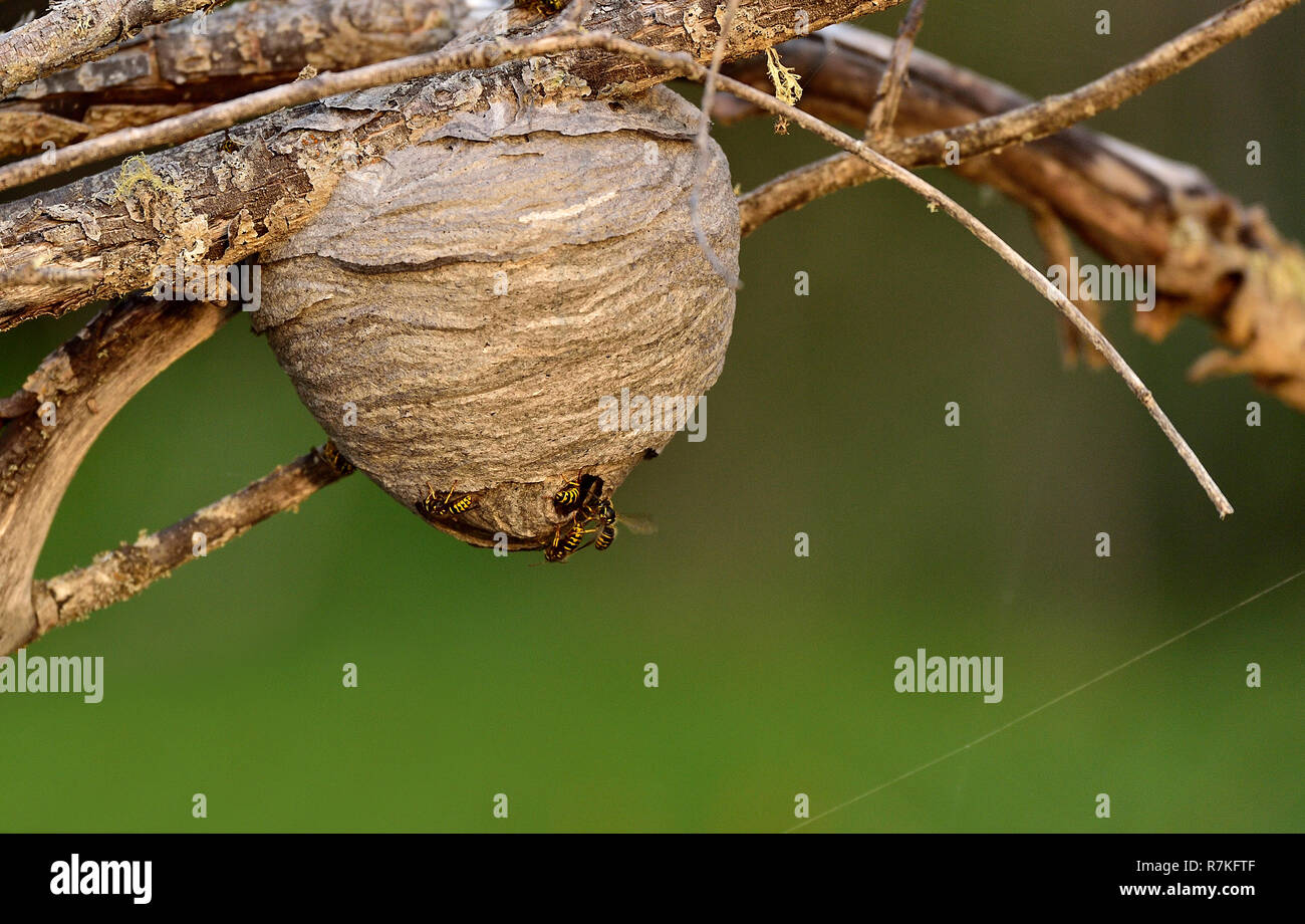 Ein Bild von einer Kolonie von yellowjacket Wespen Vespula maculifrons ...