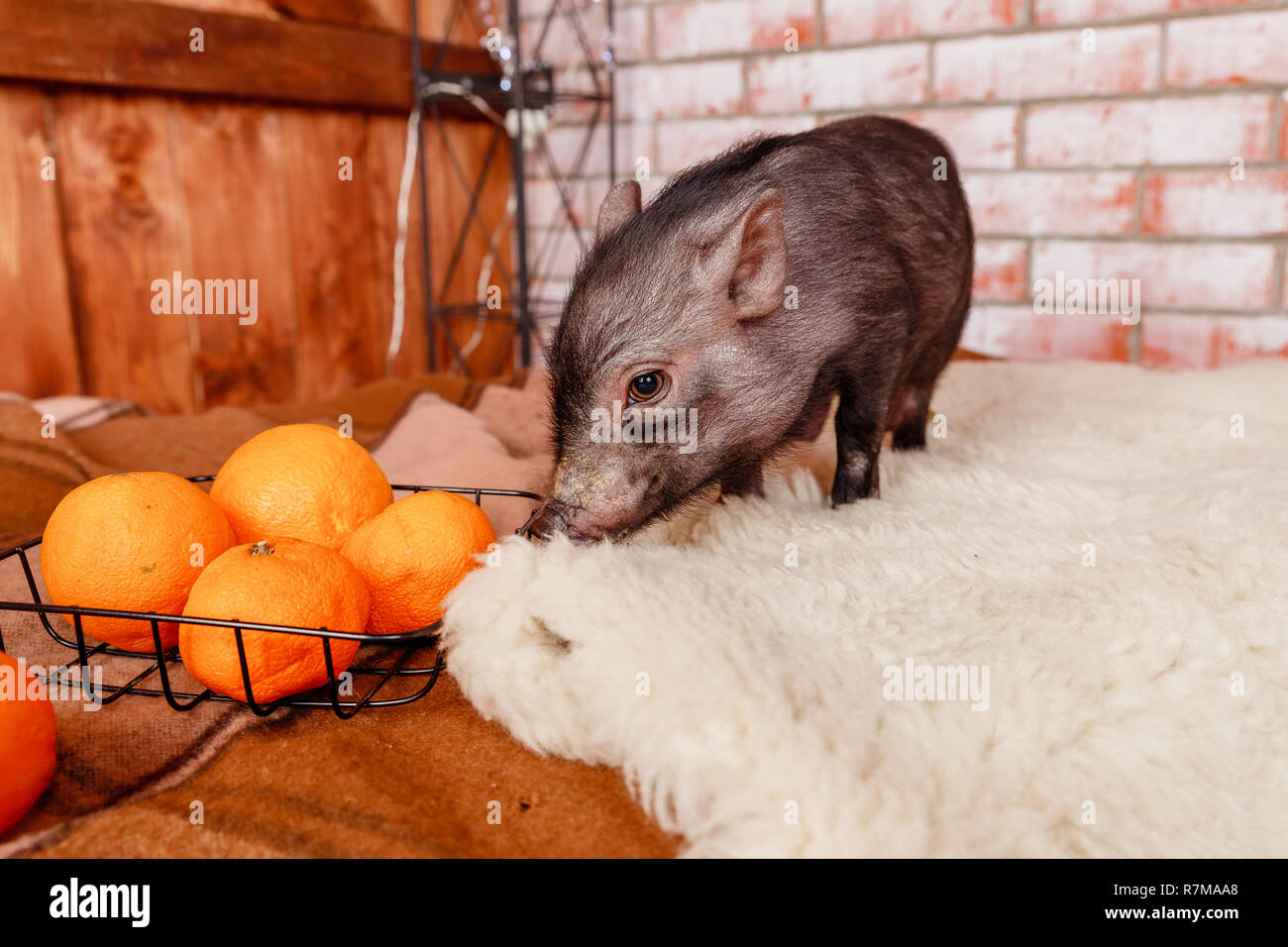 Schwarz Mini Schwein portrait. Kleine rosa Ferkel. Lustige kleine Mini ...