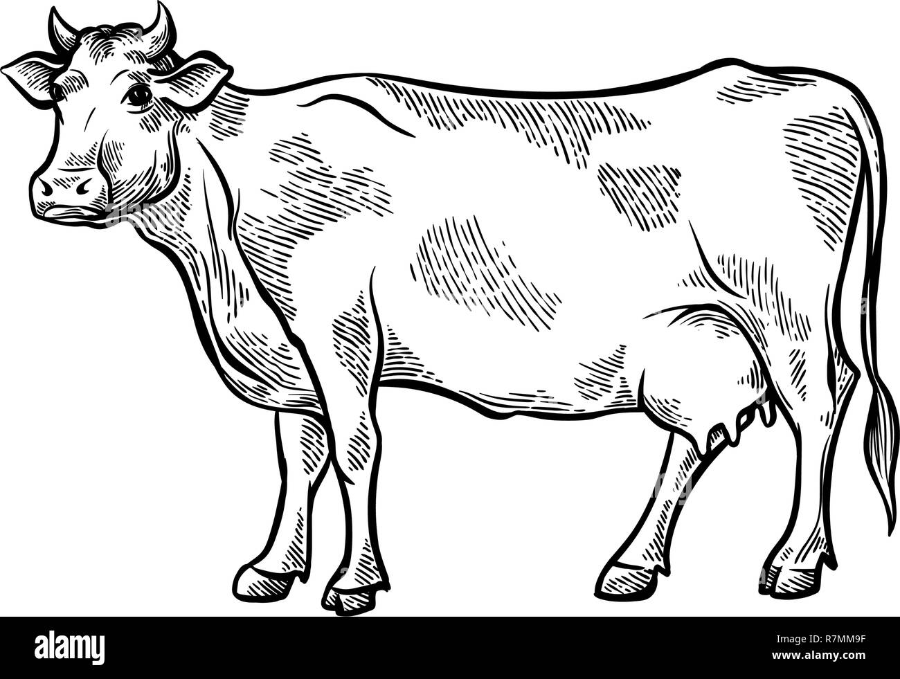 Kuh kopf frisches rindfleisch skizze -Fotos und -Bildmaterial in hoher ...