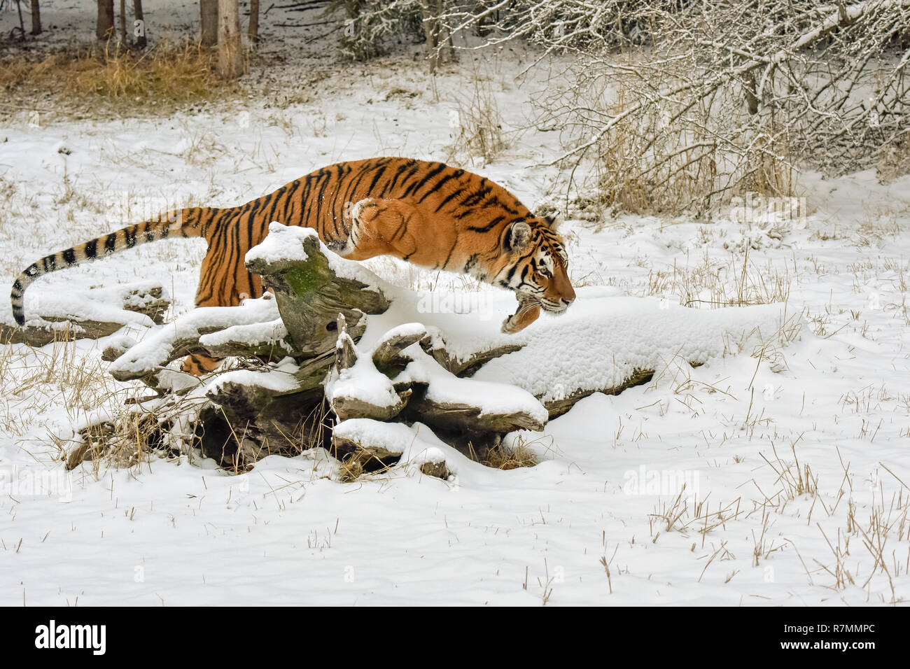 Jumping tiger -Fotos und -Bildmaterial in hoher Auflösung – Alamy