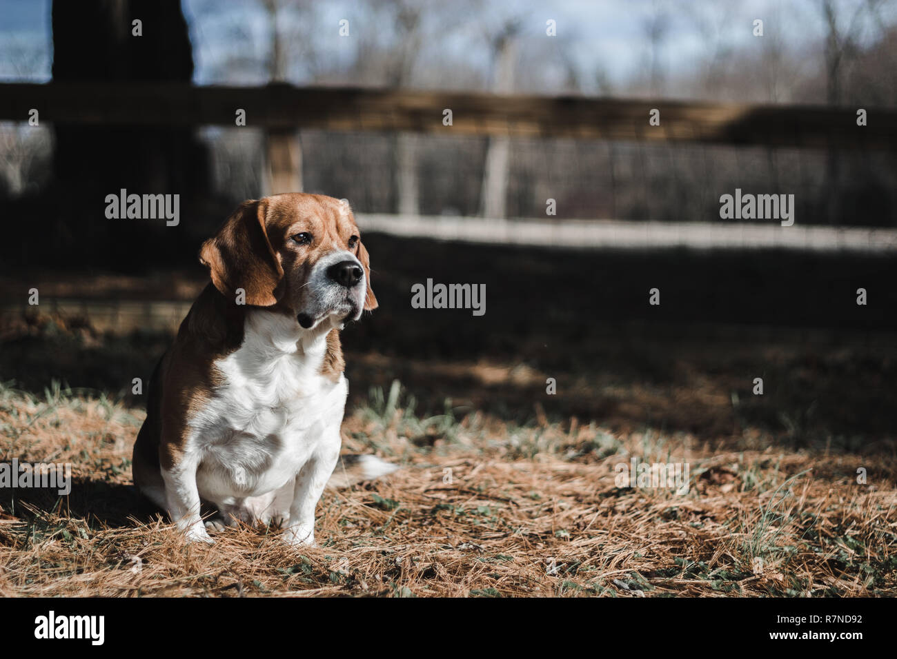 Cute beagle -Fotos und -Bildmaterial in hoher Auflösung – Alamy