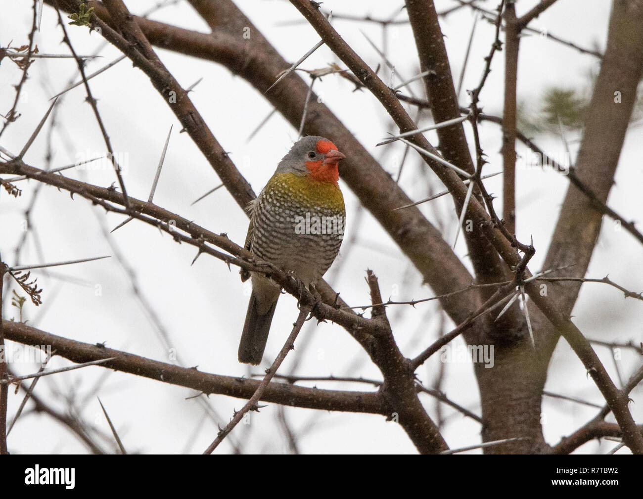 Pytilla -Fotos und -Bildmaterial in hoher Auflösung – Alamy