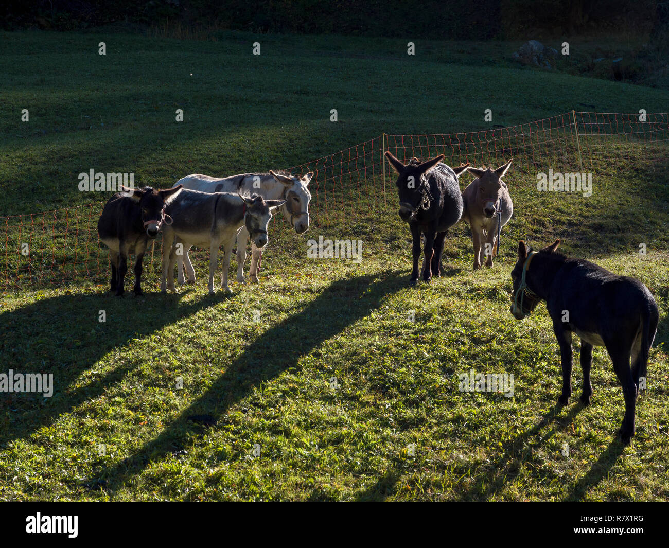 Maultier tal -Fotos und -Bildmaterial in hoher Auflösung – Alamy