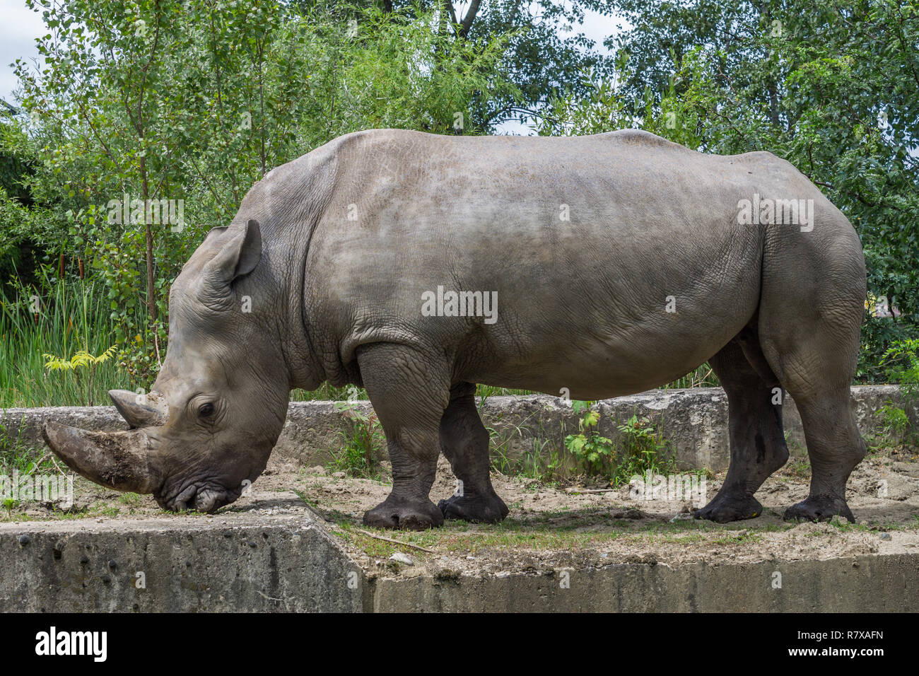 Massive rhino horn -Fotos und -Bildmaterial in hoher Auflösung – Alamy