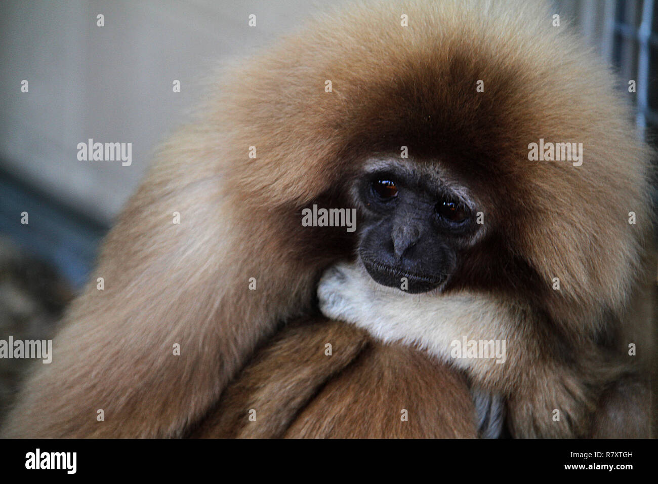 Trauriger affe -Fotos und -Bildmaterial in hoher Auflösung – Alamy